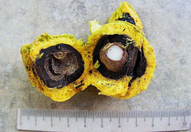 Acrocomia intumescens - Palmpedia - Palm Grower's Guide