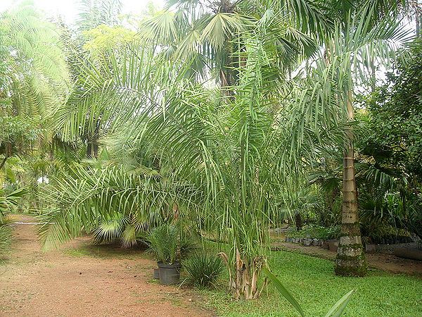 Attalea phalerata - Palmpedia - Palm Grower's Guide