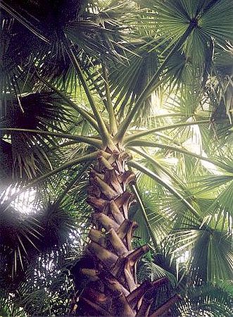 Borassus flabellifer - Palmpedia - Palm Grower's Guide