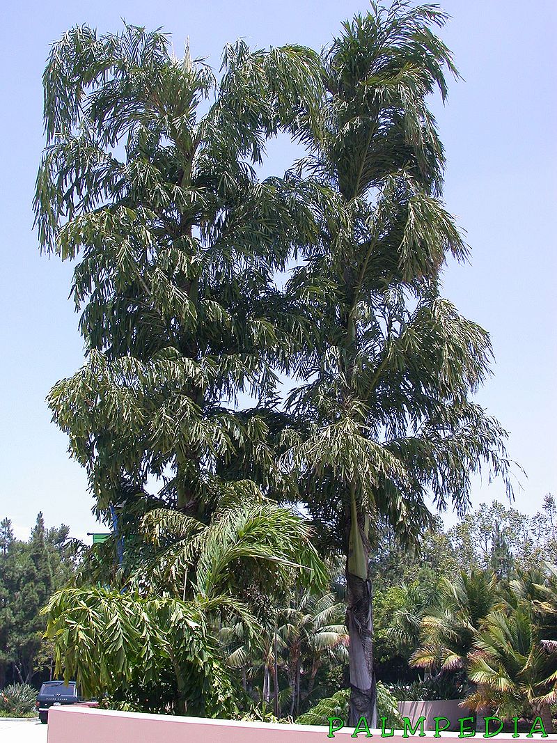 Caryota urens - Palmpedia - Palm Grower's Guide