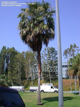 Brahea brandegeei - Palmpedia - Palm Grower's Guide