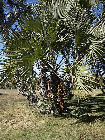 Hyphaene dichotoma - Palmpedia - Palm Grower's Guide