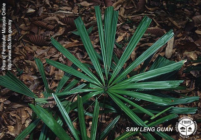 Licuala triphylla - Palmpedia - Palm Grower's Guide