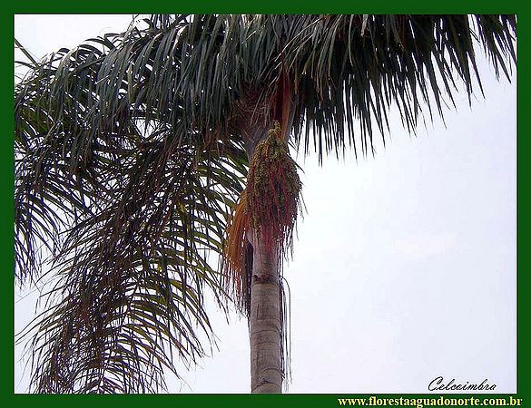 Oenocarpus bacaba - Palmpedia - Palm Grower's Guide