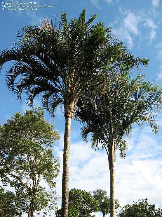 Ravenea sambiranensis - Palmpedia - Palm Grower's Guide