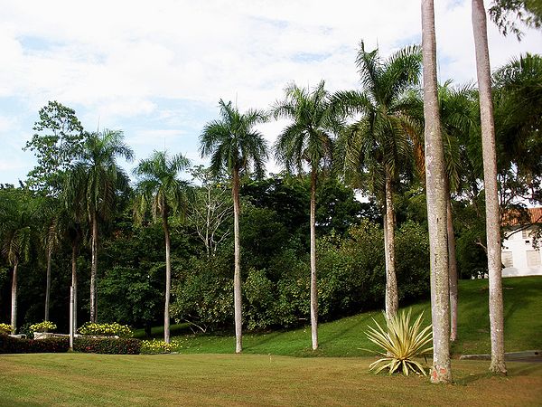 Roystonea borinquena - Palmpedia - Palm Grower's Guide