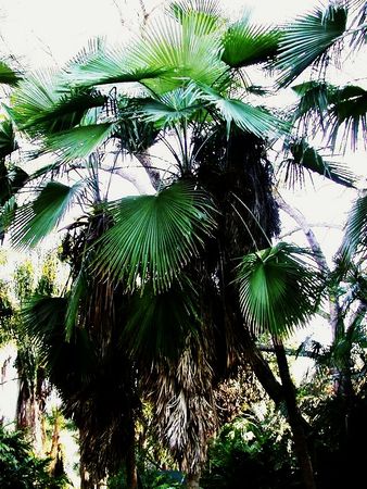 Trachycarpus martianus - Palmpedia - Palm Grower's Guide