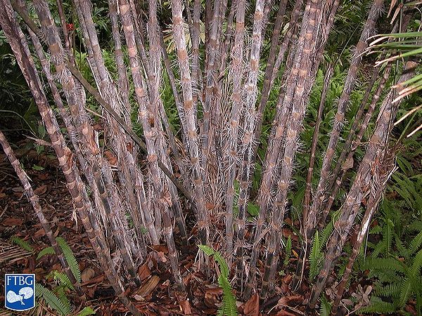 Bactris concinna - Palmpedia - Palm Grower's Guide