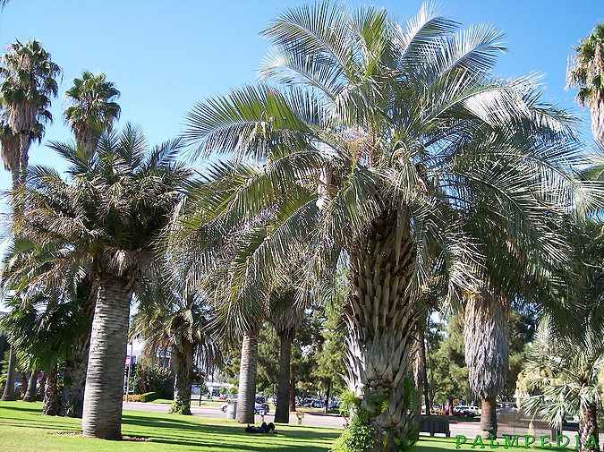 Butia x Jubaea - Palmpedia - Palm Grower's Guide