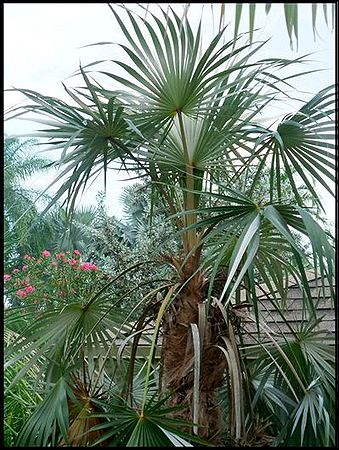 Coccothrinax argentata - Palmpedia - Palm Grower's Guide
