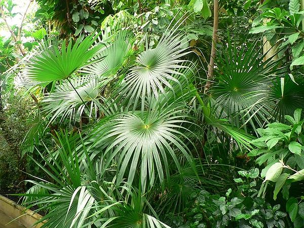 Coccothrinax barbadensis - Palmpedia - Palm Grower's Guide