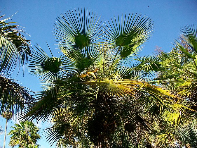 Copernicia tectorum - Palmpedia - Palm Grower's Guide