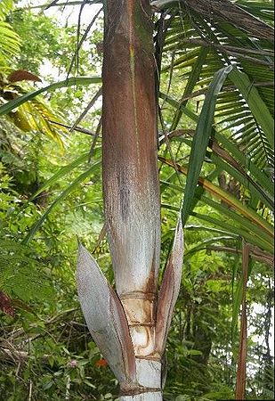 Cyphophoenix alba - Palmpedia - Palm Grower's Guide