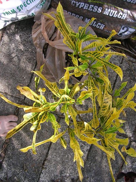 PHILADELPHIA - Palmpedia - Palm Grower's Guide