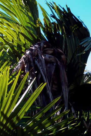 Tahina spectabilis - Palmpedia - Palm Grower's Guide