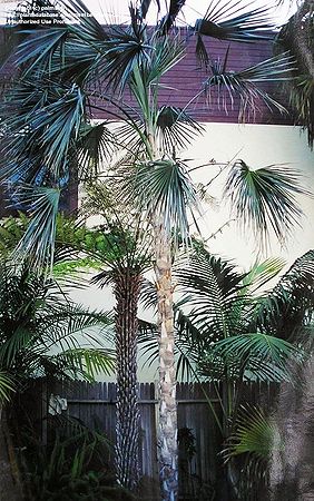 Coccothrinax argentata - Palmpedia - Palm Grower's Guide