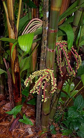 Pinanga coronata - Palmpedia - Palm Grower's Guide