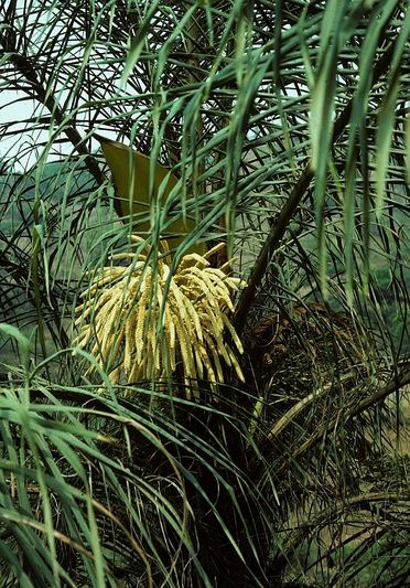 Acrocomia antioquensis - Palmpedia - Palm Grower's Guide