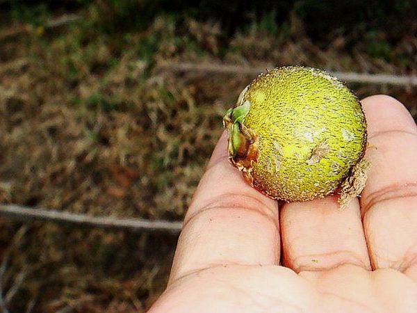 Acrocomia media - Palmpedia - Palm Grower's Guide