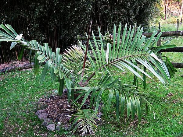 Arenga micrantha - Palmpedia - Palm Grower's Guide