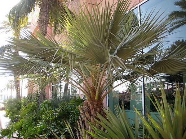 Brahea armata - Palmpedia - Palm Grower's Guide