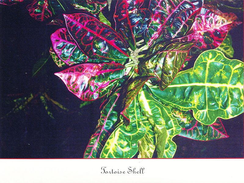 TORTOISE SHELL - Palmpedia - Palm Grower's Guide