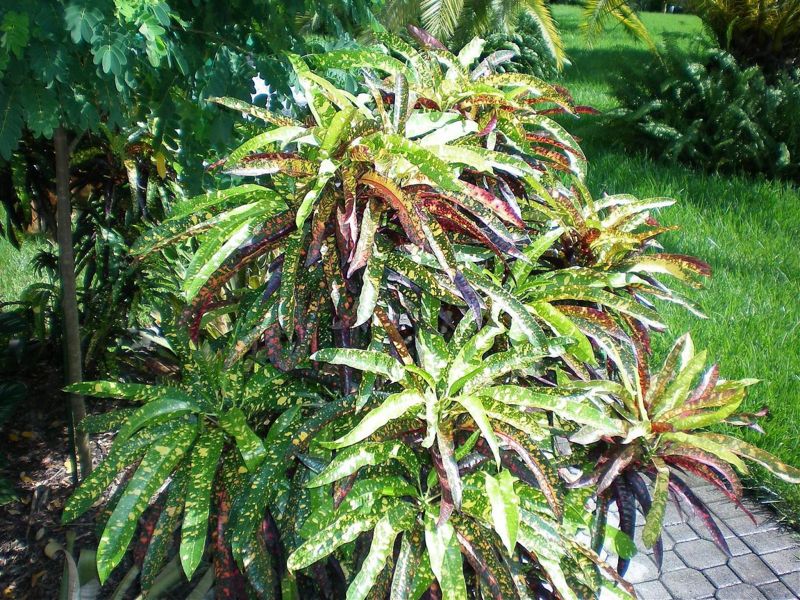 CAPTAIN KIDD - Palmpedia - Palm Grower's Guide