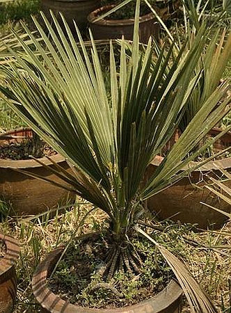 Copernicia rigida - Palmpedia - Palm Grower's Guide