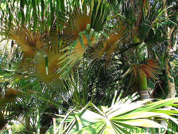 Livistona fulva - Palmpedia - Palm Grower's Guide