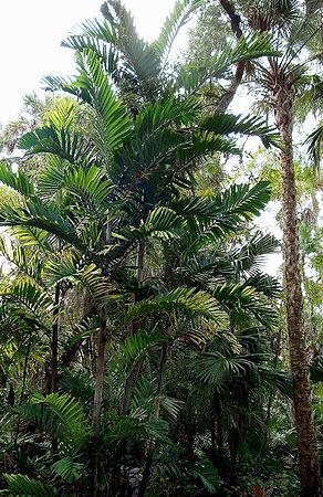 Ptychosperma schefferi - Palmpedia - Palm Grower's Guide