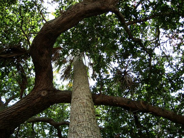 Sabal palmetto - Palmpedia - Palm Grower's Guide