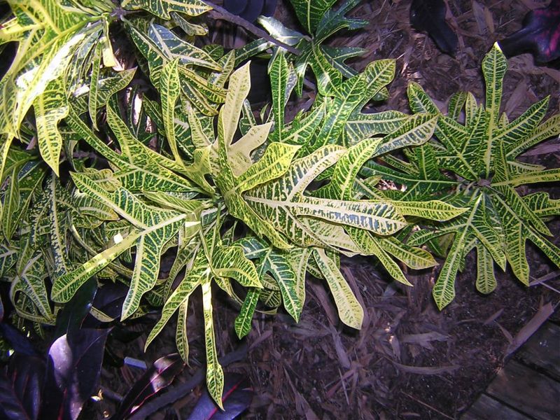 TURKEY FOOT - Palmpedia - Palm Grower's Guide