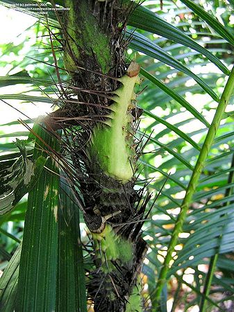 Daemonorops mollis - Palmpedia - Palm Grower's Guide