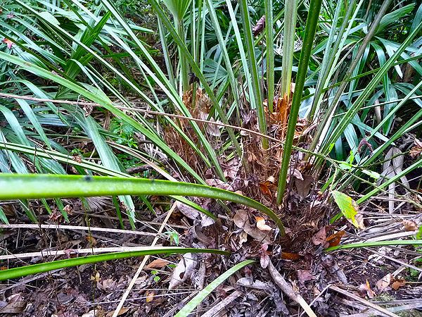 Rhapidophyllum hystrix - Palmpedia - Palm Grower's Guide