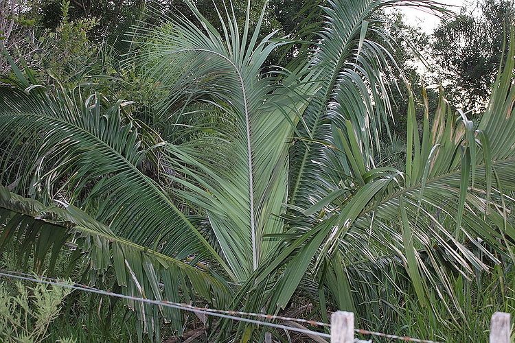 Attalea geraensis - Palmpedia - Palm Grower's Guide