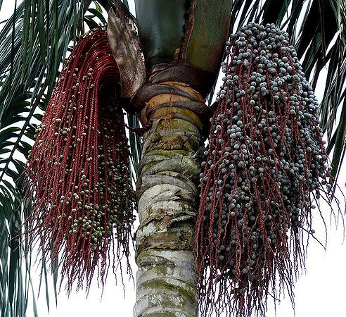 Oenocarpus bacaba - Palmpedia - Palm Grower's Guide