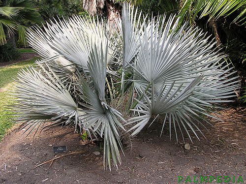 Brahea decumbens - Palmpedia - Palm Grower's Guide