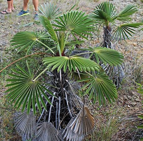Coccothrinax garciana - Palmpedia - Palm Grower's Guide