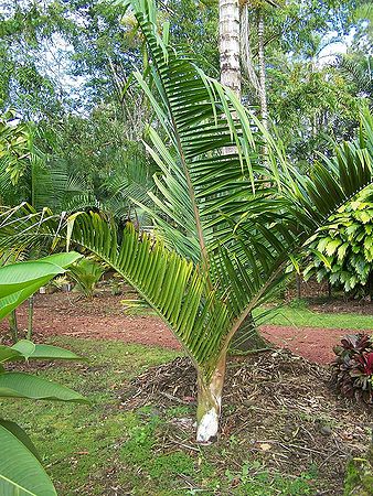 Chrysalidocarpus carlsmithii - Palmpedia - Palm Grower's Guide