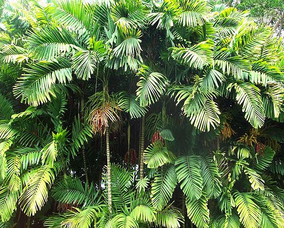 Ptychosperma - Alchetron, The Free Social Encyclopedia