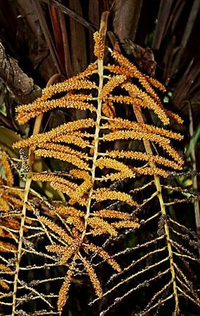 Ravenea moorei - Palmpedia - Palm Grower's Guide