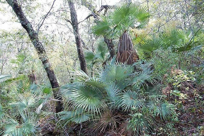 Brahea dulcis - Palmpedia - Palm Grower's Guide