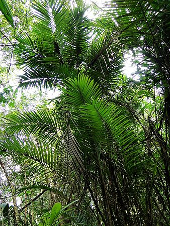 Bactris major - Palmpedia - Palm Grower's Guide