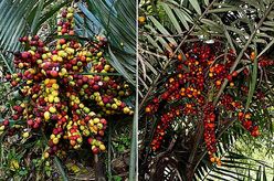 Arenga ryukyuensis - Palmpedia - Palm Grower's Guide