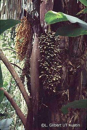 Attalea rostrata - Palmpedia - Palm Grower's Guide