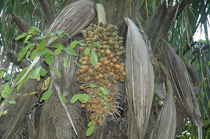 Attalea rostrata - Palmpedia - Palm Grower's Guide