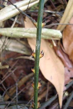 Daemonorops didymophylla - Palmpedia - Palm Grower's Guide