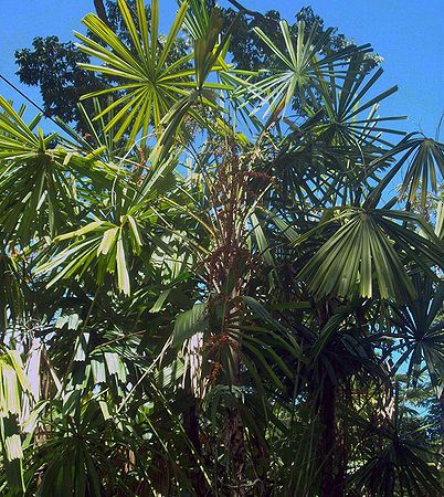 Licuala paludosa - Palmpedia - Palm Grower's Guide