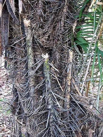 Astrocaryum murumuru - Palmpedia - Palm Grower's Guide