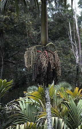 Pinanga javana - Palmpedia - Palm Grower's Guide